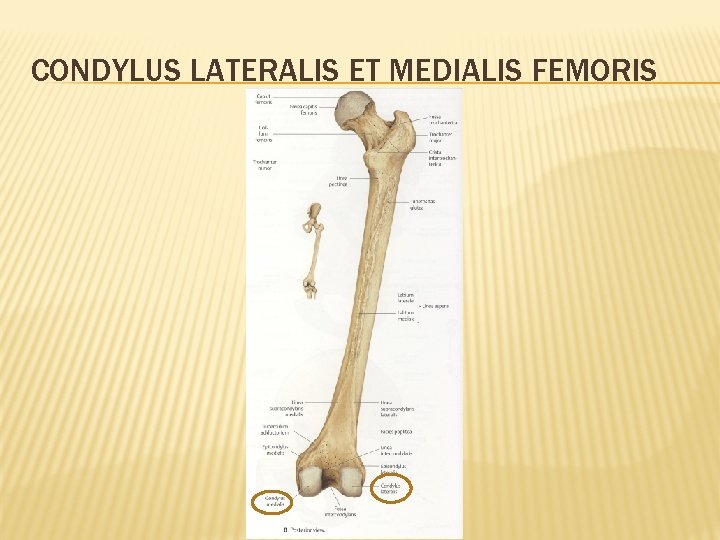 VERTEBRA PROMINENS TUBERCULUM MAJUS MINUS TUBERCULUM LATERALE MEDIALE