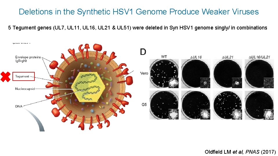 Synthetic Genome Projects Dhiman Pal Class 3 October