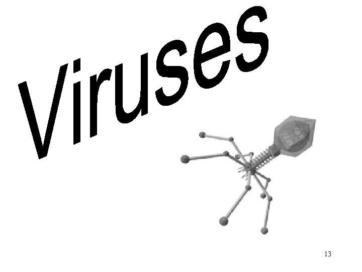 VIRUSES Prokaryotes Chapter 20 1 2 The Structure