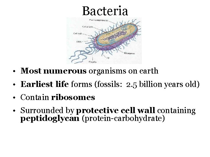 BACTERIA Bacteria Most numerous organisms on earth Earliest