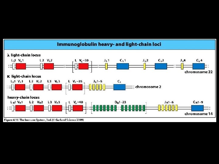 ANTIBODY STRUCTURE AND THE GENERATION OF BCELL DIVERSITY