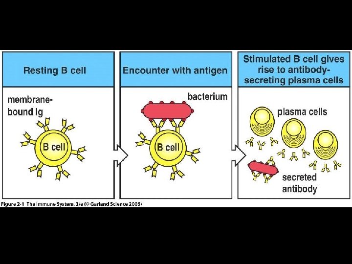ANTIBODY STRUCTURE AND THE GENERATION OF BCELL DIVERSITY
