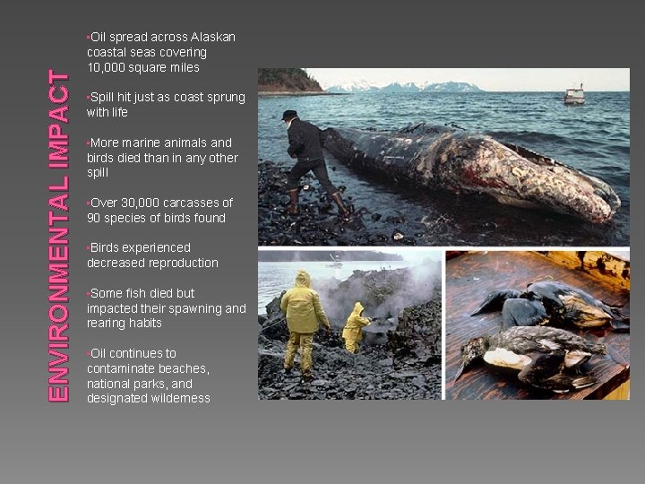 Alaska Exxon Valdez Oil Spill By Raven Price