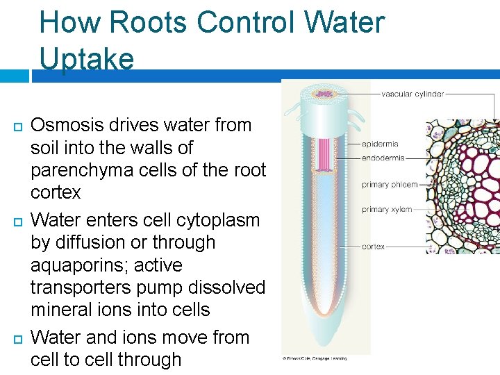 29 1 Plant Nutrients and Availability in Soil