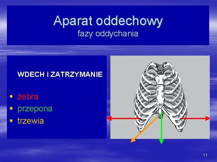 VADEMECUM MUZYKA PRAKTYKA GOS I ODDECH FIZJOLOGIA I