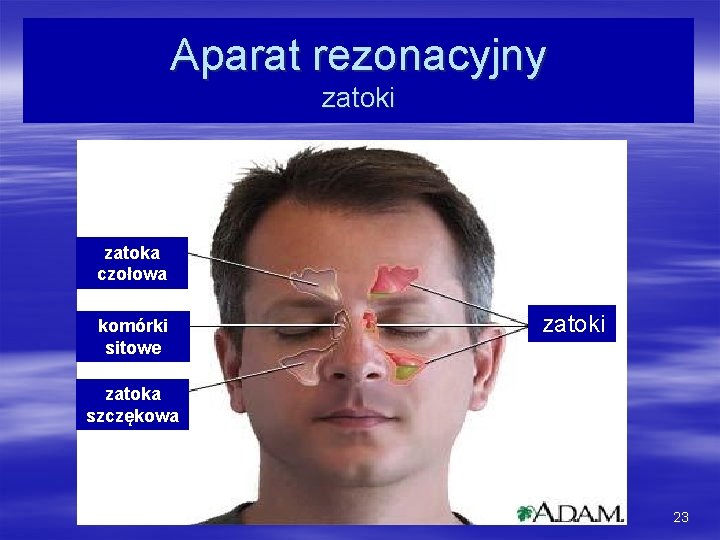 VADEMECUM MUZYKA PRAKTYKA GOS I ODDECH FIZJOLOGIA I