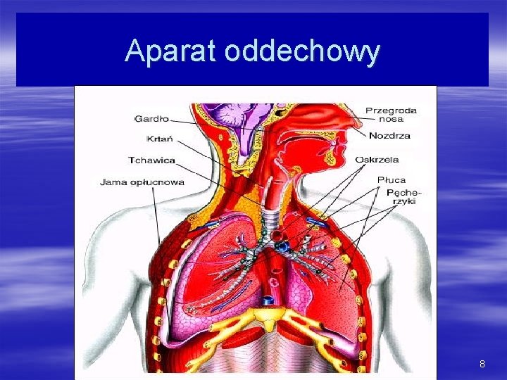 VADEMECUM MUZYKA PRAKTYKA GOS I ODDECH FIZJOLOGIA I