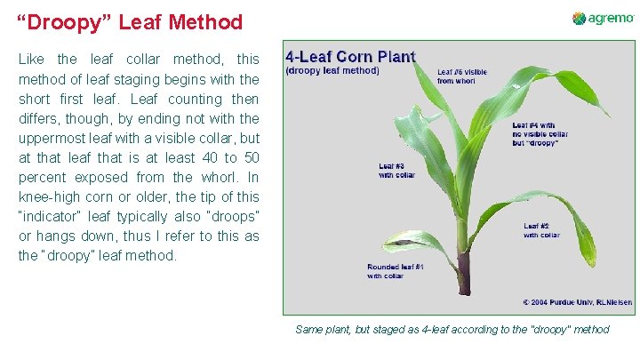 Corn Growth Stages www agremo com April 2020