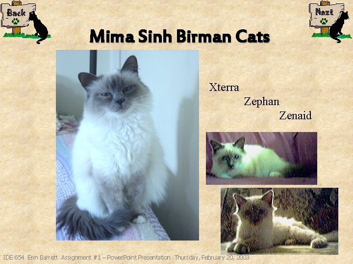 Mima Sinh Birman Cats IDE 654 Erin Barrett