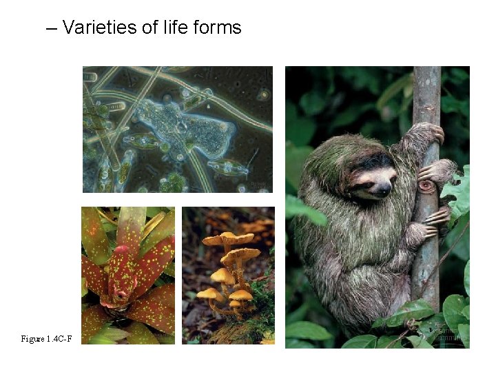 Varieties of life forms Figure 1 4 CF