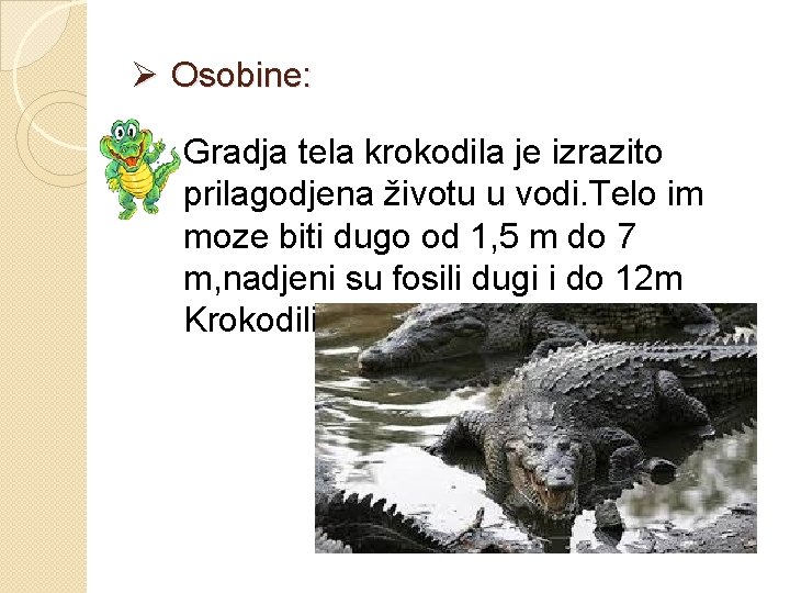 KROKODILI Osobine 1 Gradja tela krokodila je izrazito
