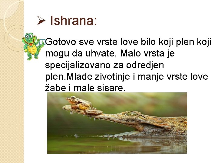 KROKODILI Osobine 1 Gradja tela krokodila je izrazito