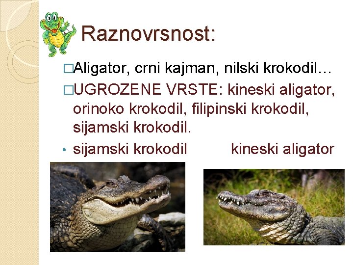 KROKODILI Osobine 1 Gradja tela krokodila je izrazito