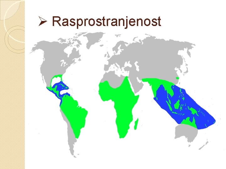 KROKODILI Osobine 1 Gradja tela krokodila je izrazito