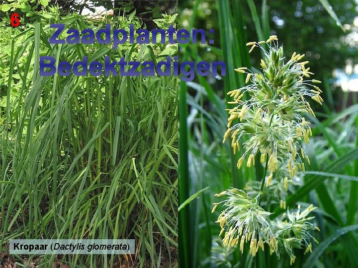 Indeling van het plantenrijk Planten Celwand Celkern Bladgroenkorrels