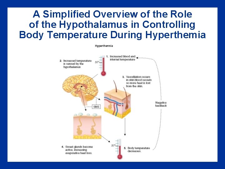chapter 11 Exercise in Hot and Cold Environments