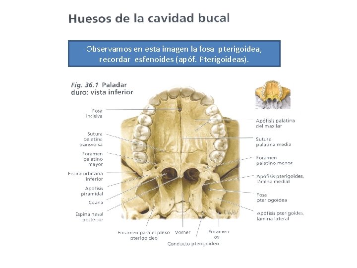 Huesos de la cara Curso Anatoma Humana Biomedicina