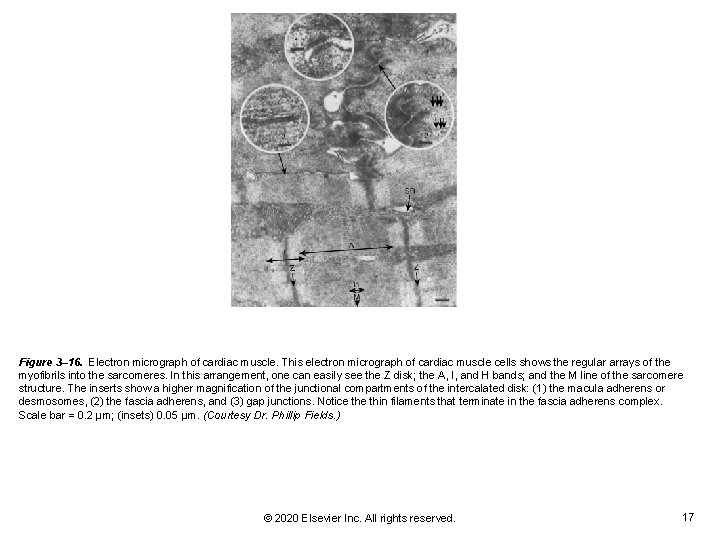 Chapter 3 Cytoskeleton 2020 Elsevier Inc All rights