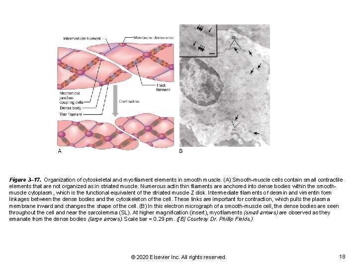 Chapter 3 Cytoskeleton 2020 Elsevier Inc All rights