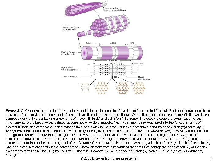 Chapter 3 Cytoskeleton 2020 Elsevier Inc All rights