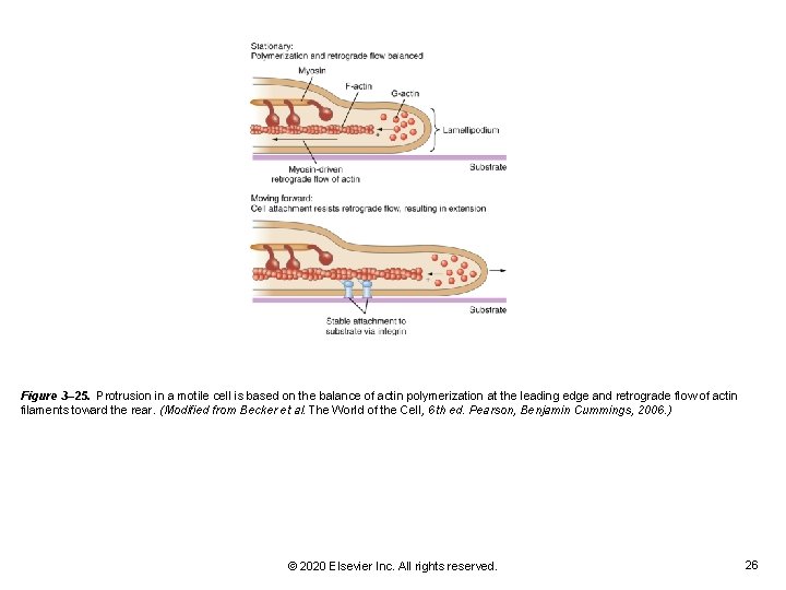 Chapter 3 Cytoskeleton 2020 Elsevier Inc All rights