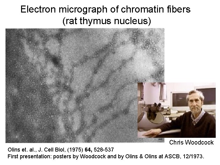 Eukaryotic Genomes Chromatin Structure Bio 4342434 W Genomics