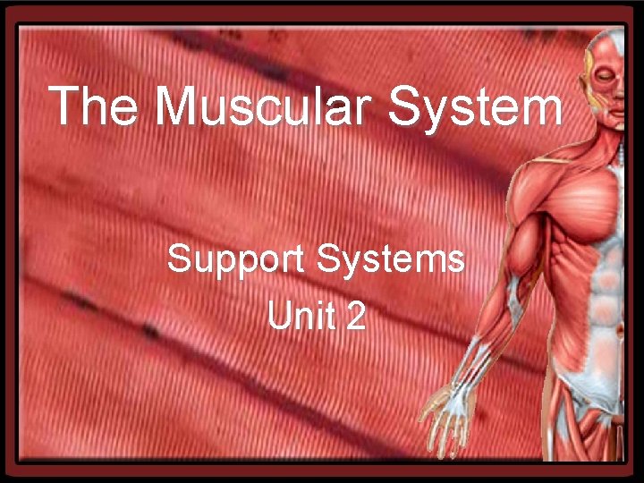 The Muscular System Support Systems Unit 2 Functions