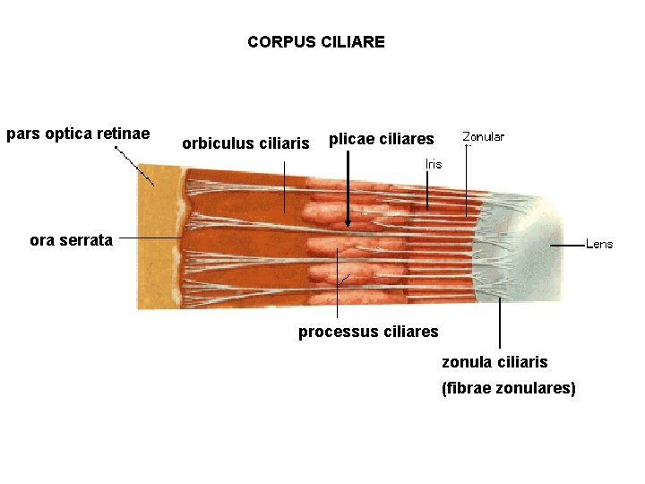 ORGANUM VISUS ZRAKOV STROJ TUNICA FIBROSA BULBI blima