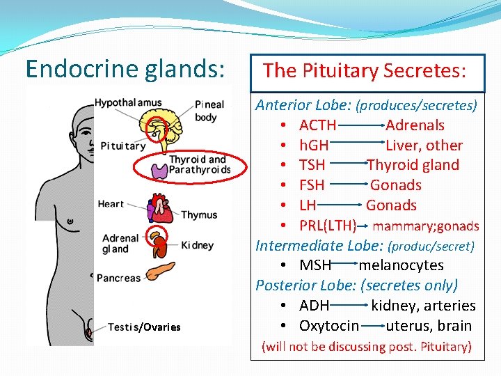 End o Cryin about the Endocrine Lab Tests