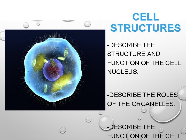 CELL STRUCTURES DESCRIBE THE STRUCTURE AND FUNCTION OF