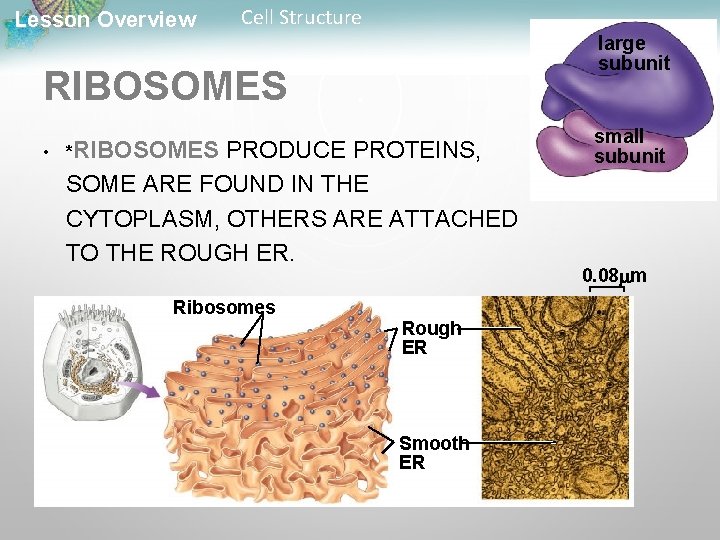 CELL STRUCTURES DESCRIBE THE STRUCTURE AND FUNCTION OF