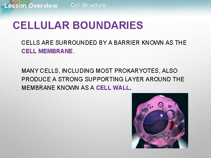 CELL STRUCTURES DESCRIBE THE STRUCTURE AND FUNCTION OF