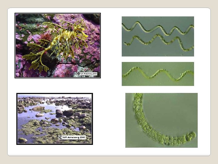 PLANTS AND HUMAN WELFARE LOWER PLANTS AS FOOD