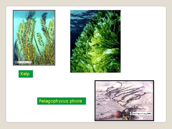 PLANTS AND HUMAN WELFARE LOWER PLANTS AS FOOD