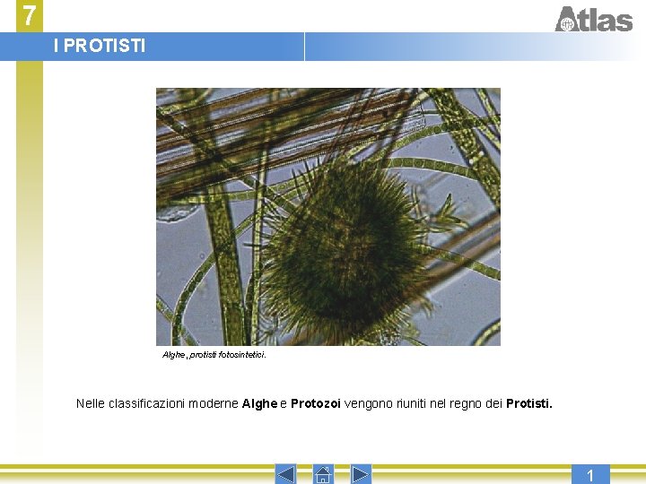 7 I PROTISTI Premere invio per procedere con