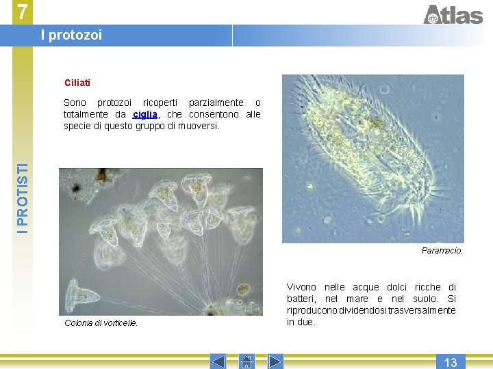 7 I PROTISTI Premere invio per procedere con