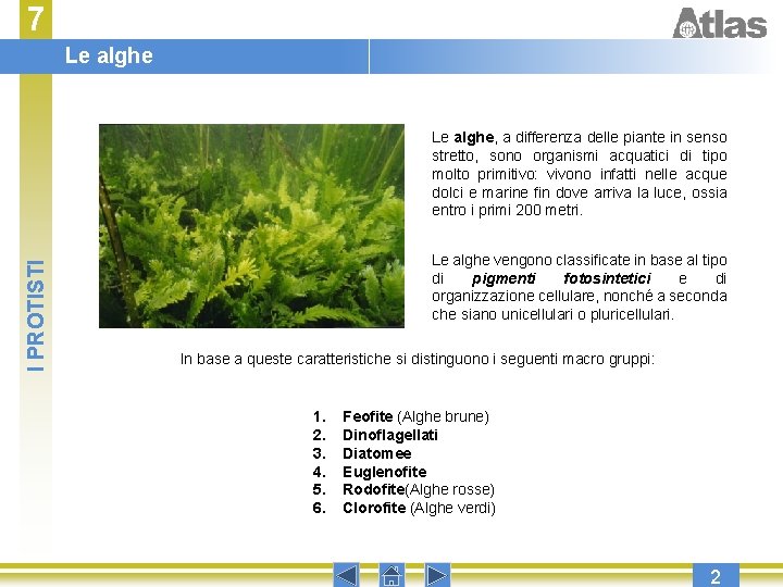 7 I PROTISTI Premere invio per procedere con