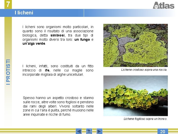 7 I PROTISTI Premere invio per procedere con