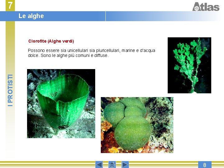 7 I PROTISTI Premere invio per procedere con