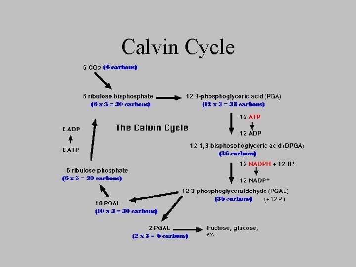Photosynthesis AGRI 6203 Pathway of Electron Flow the