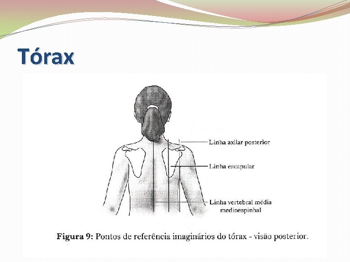 AVALIAO DA CRIANA Caractersticas Fsicas e Fisiolgicas Trax