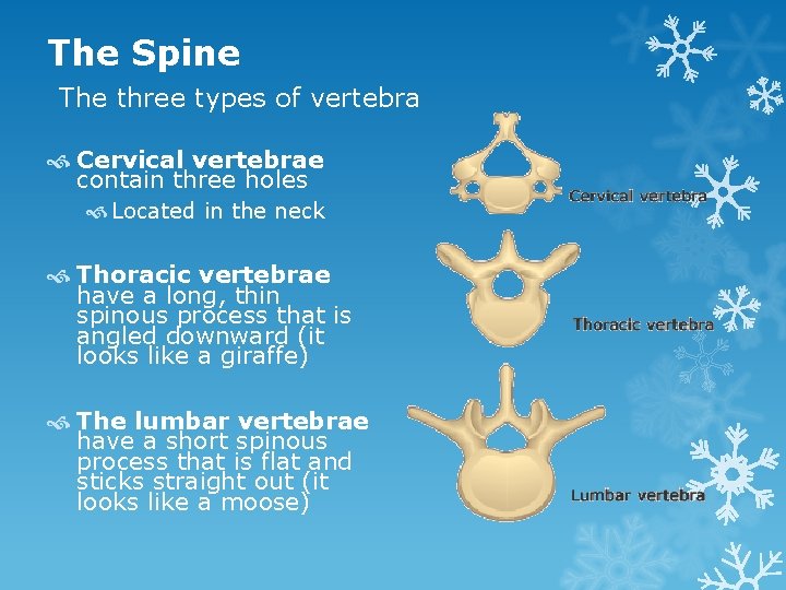 Bones Miss Ulrich Cartilage Connective tissue Most of