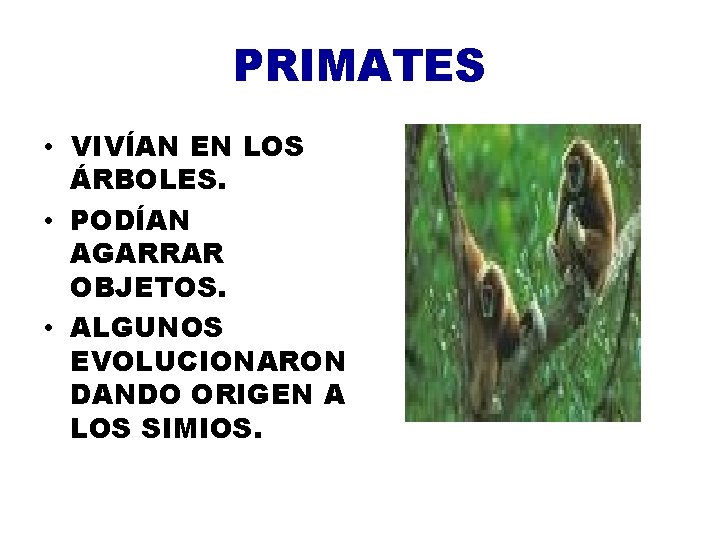 LA EVOLUCIN DEL HOMBRE HACE 40 MILLONES DE