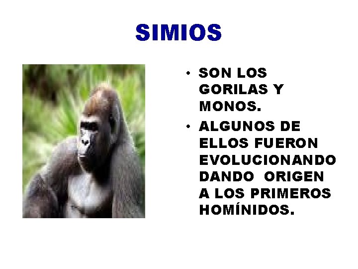 LA EVOLUCIN DEL HOMBRE HACE 40 MILLONES DE