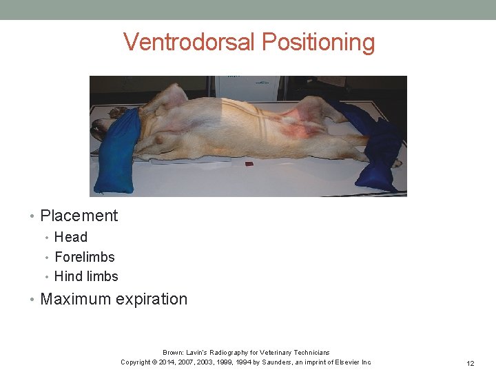 SMALL ANIMAL ABDOMEN CHAPTER 18 Brown Lavins Radiography