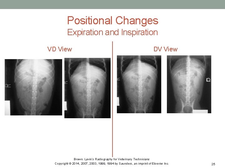 SMALL ANIMAL ABDOMEN CHAPTER 18 Brown Lavins Radiography