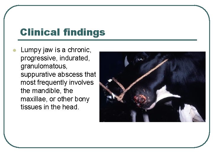 Digestive System Diseases Ruminants Actinomycosis Lumpy jaw l