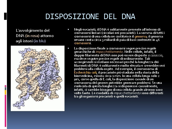 ALLA SCOPERTA DEL DNA STORIA Miescher 1869 il