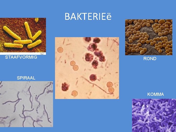 VYFRYKSTELSEL DEUR ROBBERT WHITTAKER LEWENDE ORGANISMES MONERA BAKTERIE
