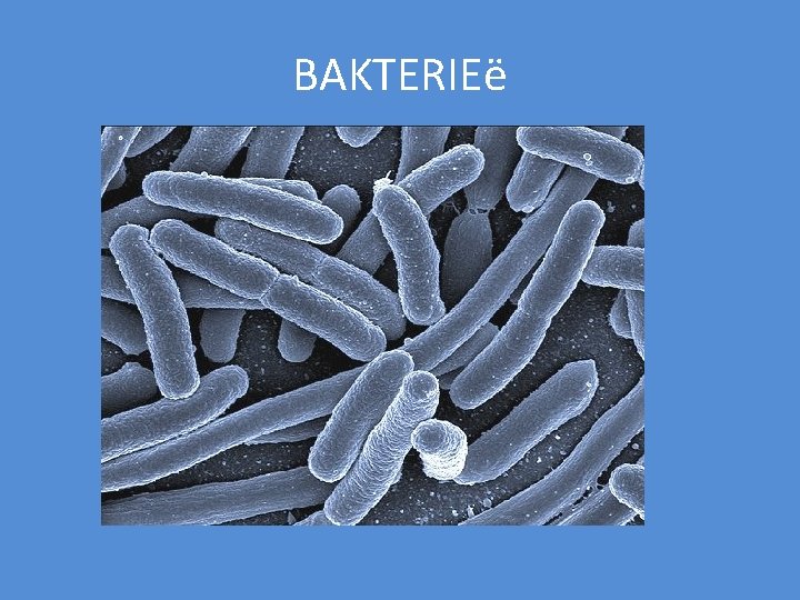 VYFRYKSTELSEL DEUR ROBBERT WHITTAKER LEWENDE ORGANISMES MONERA BAKTERIE